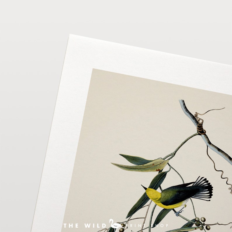 Vintage Bird Print, Prothonotary Warbler Print, Bird Wall Art, Audubon ...