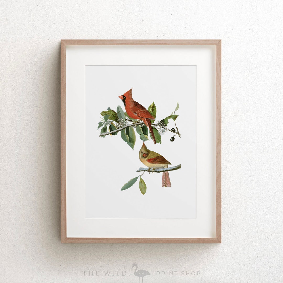 Vintage Bird Print Cardinal Print Bird Wall Art Audubon - Etsy