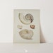 Nautilus Shell Print Seashell Print Vintage Seashell Print - Etsy