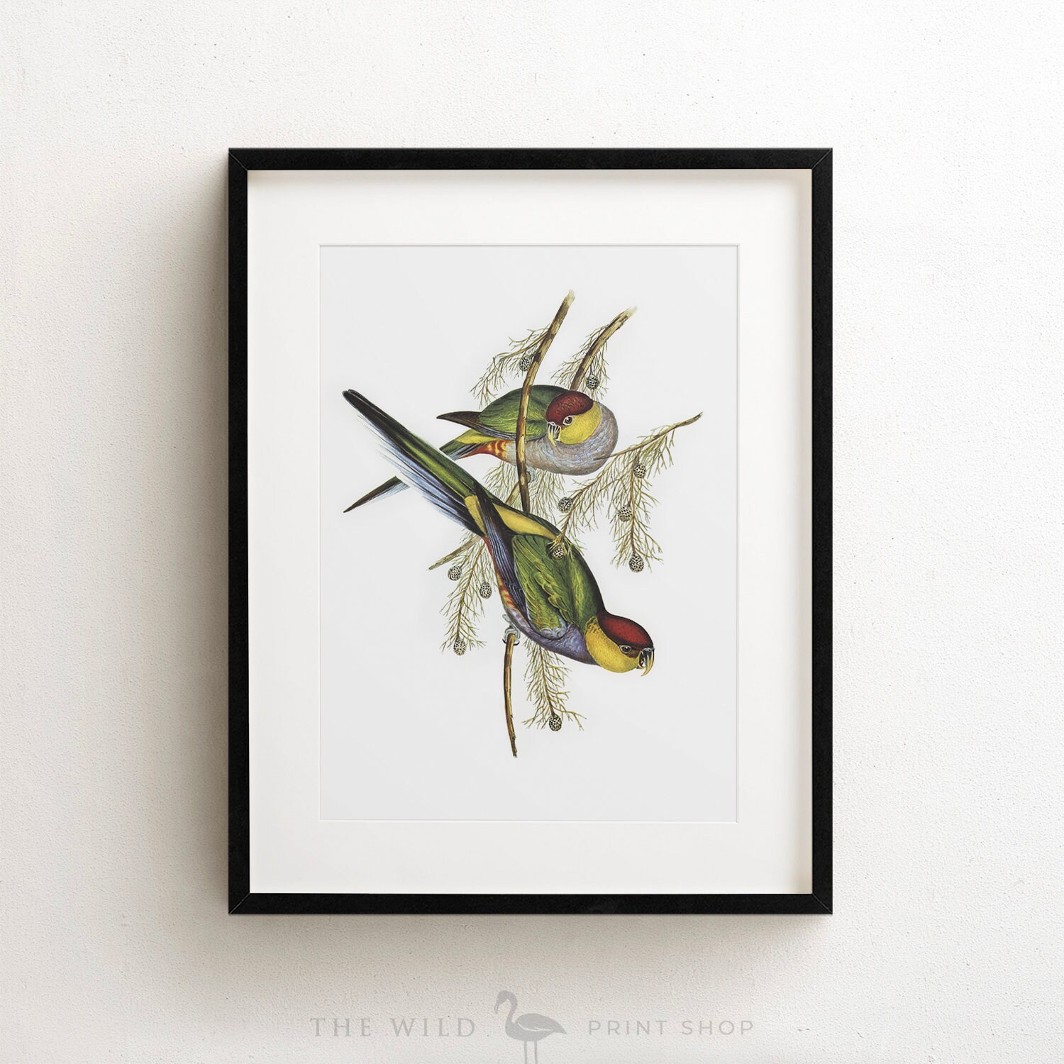 Vintage Parrot Print Parakeet Print Parrot Print Vintage | Etsy