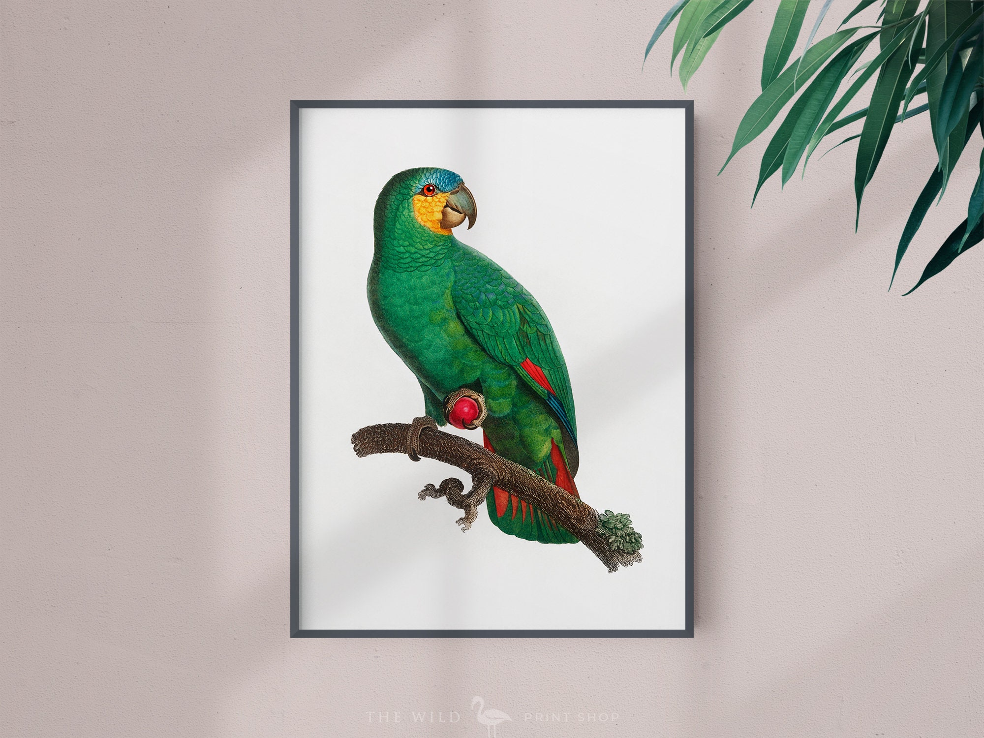 Vintage Parrot Print Amazon Parrot Print Parrot Print | Etsy