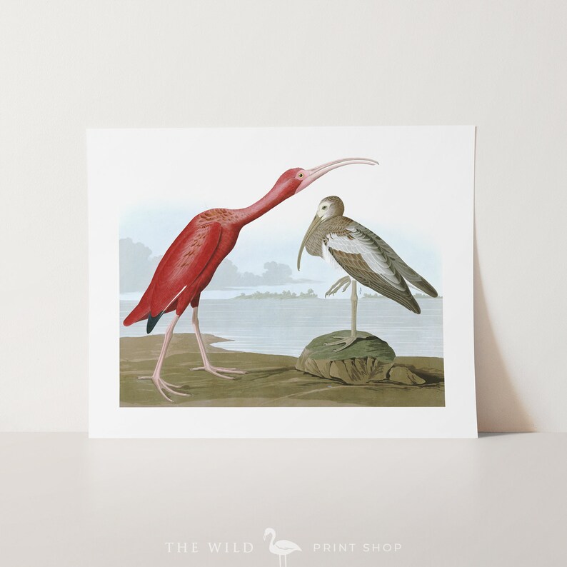 Vintage Bird Print Scarlet Ibis Print Bird Wall Art Audubon | Etsy