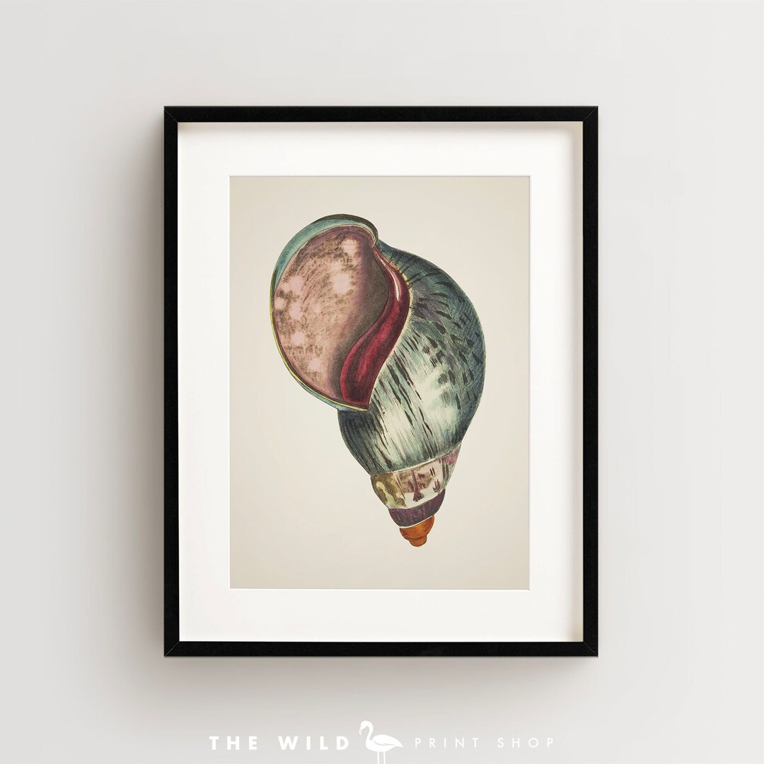 Seashell Print, Vintage Seashell Print, Seashell Wall Art, Nautical ...