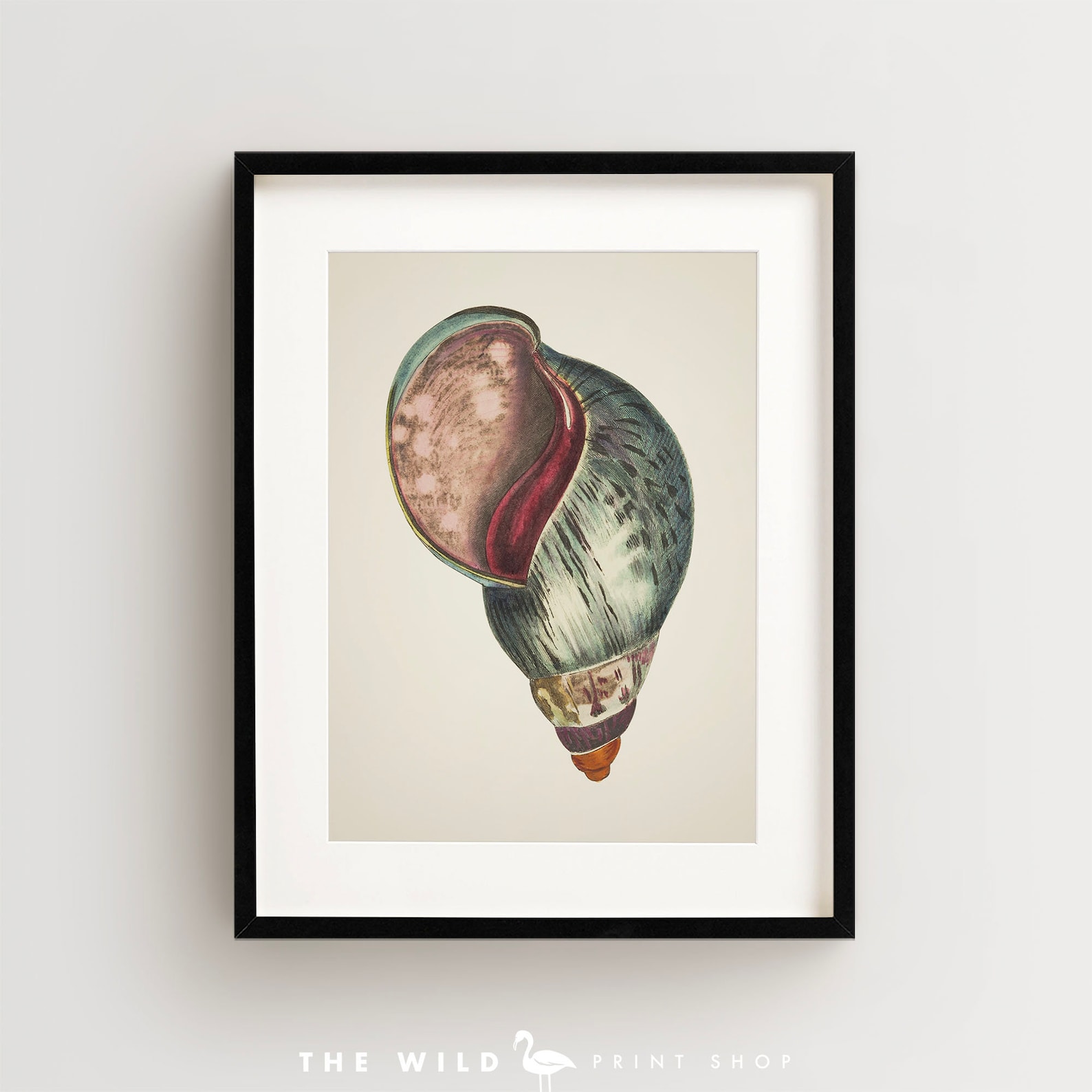 Seashell Print, Vintage Seashell Print, Seashell Wall Art, Nautical ...