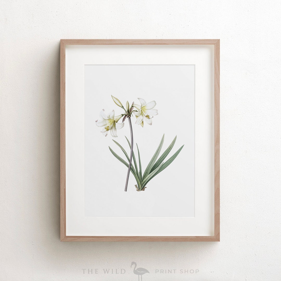 Vintage Flower Print Lily Print White Flower Print Antique - Etsy