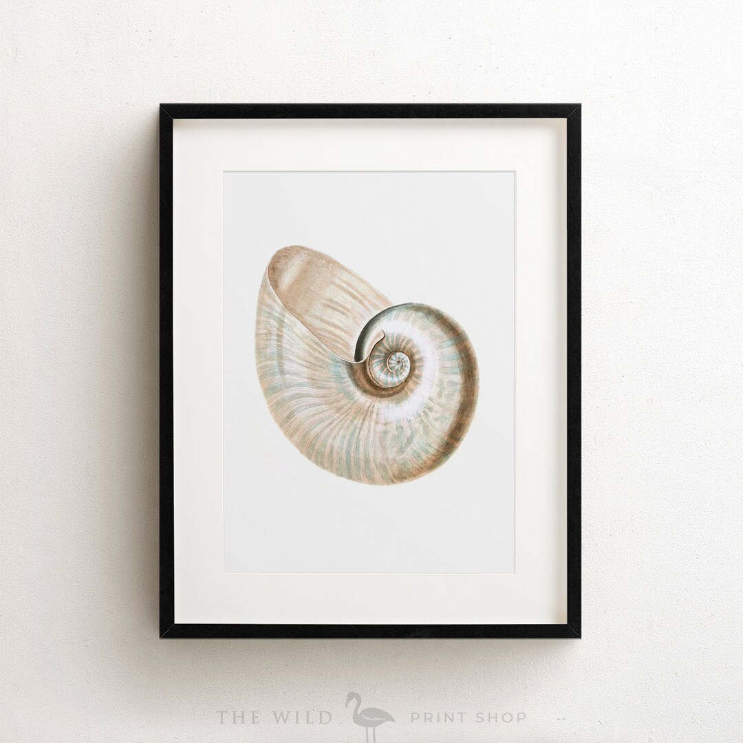 Nautilus Shell Print, Seashell Print, Vintage Seashell Print, Seashell ...
