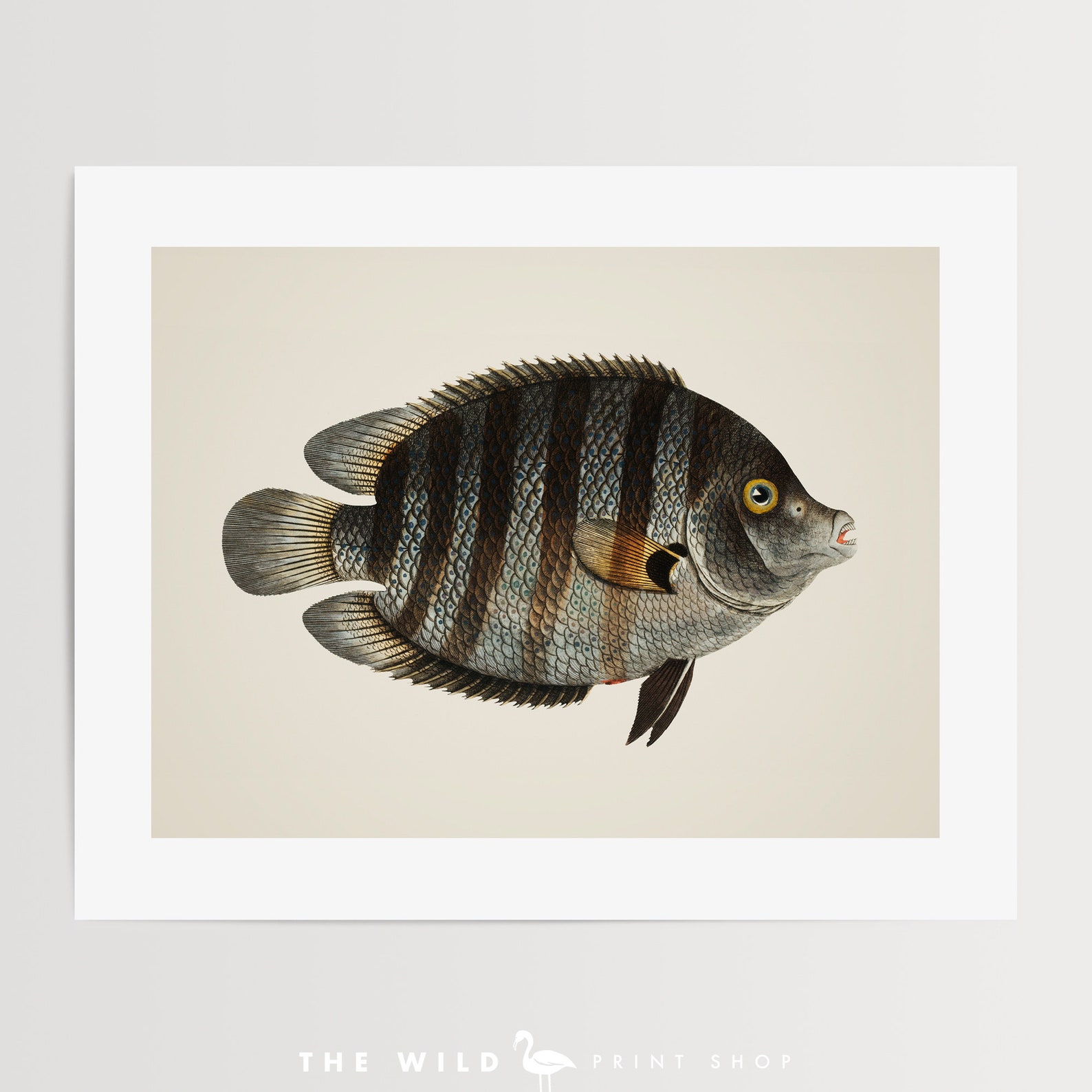 Vintage Fish Print, Tropical Fish Print, Fish Wall Art, Nautical Print ...