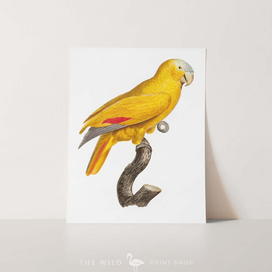 Vintage Parrot Print Amazon Parrot Print Parrot Print | Etsy