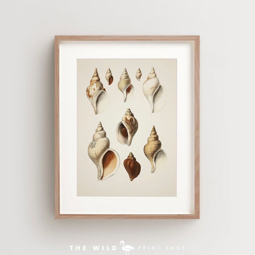 Seashell Print, Vintage Seashell Print, Seashell Wall Art, Nautical ...