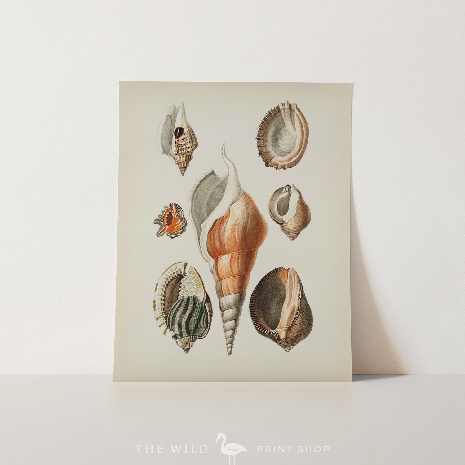 Seashell Print Vintage Seashell Print Seashell Wall Art | Etsy