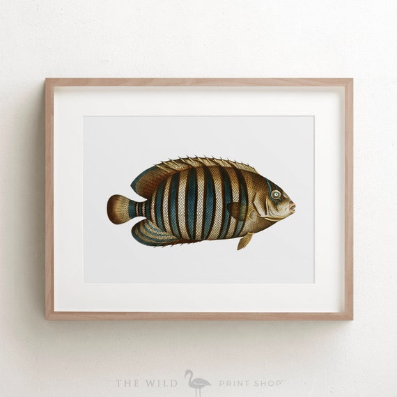 Vintage Fish Print Tropical Fish Print Fish Wall Art - Etsy