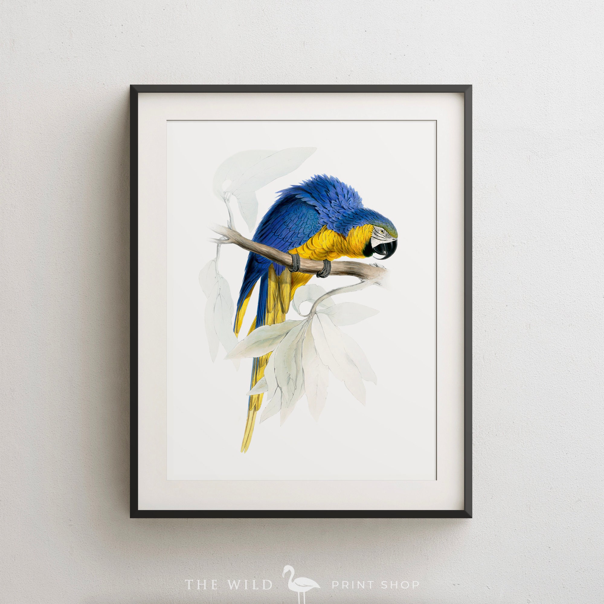 Vintage Parrot Print Macaw Print Parrot Print Vintage Bird | Etsy