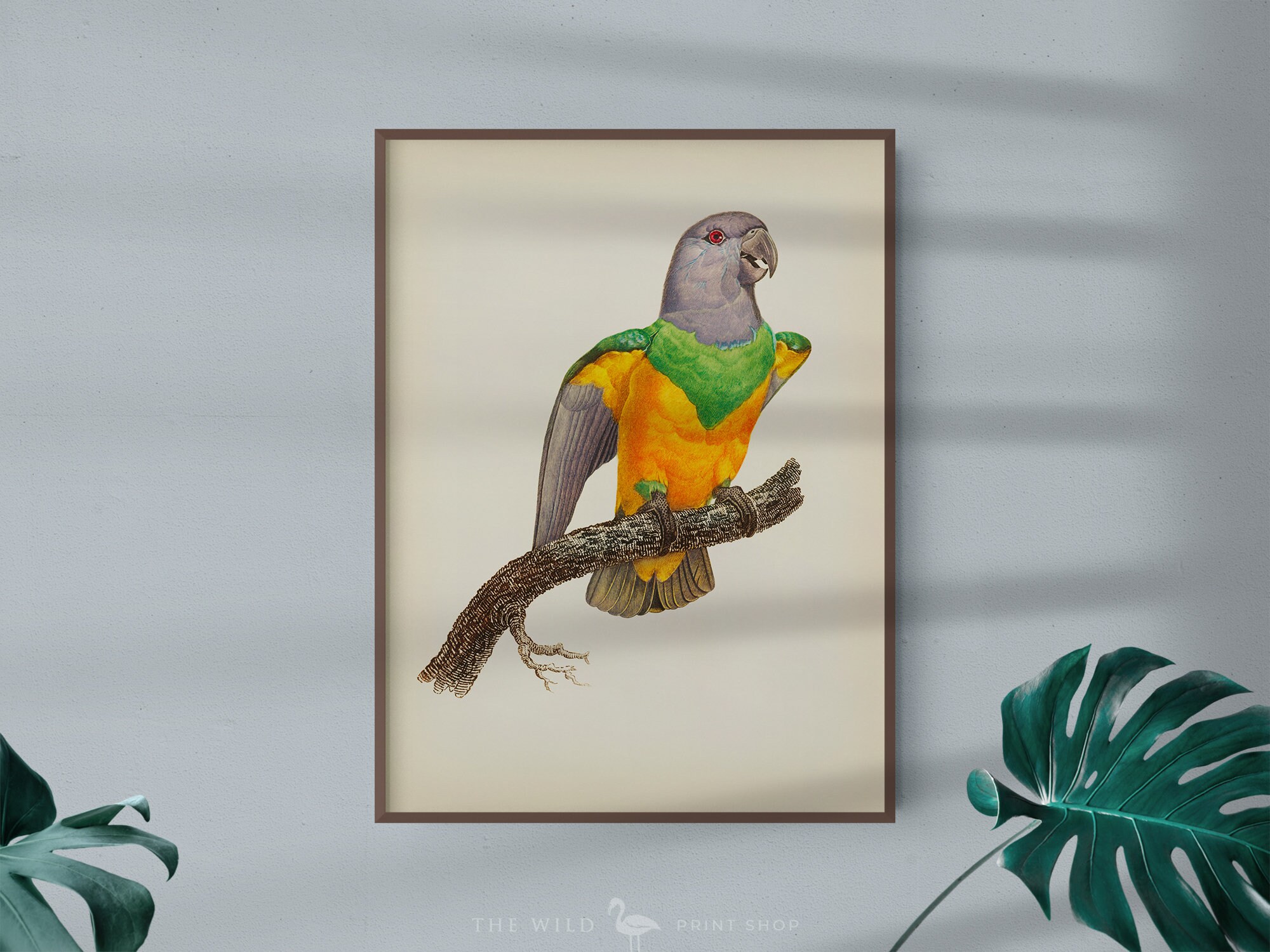 Vintage Parrot Print Senegal Parrot Print Parrot Print | Etsy