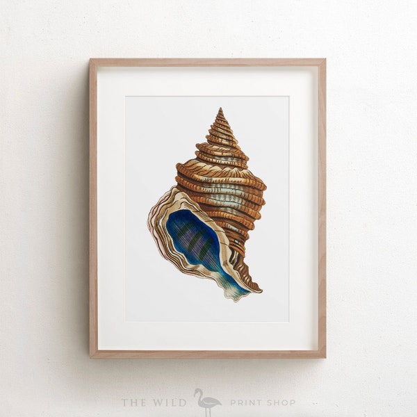 Seashell Art Print - Etsy
