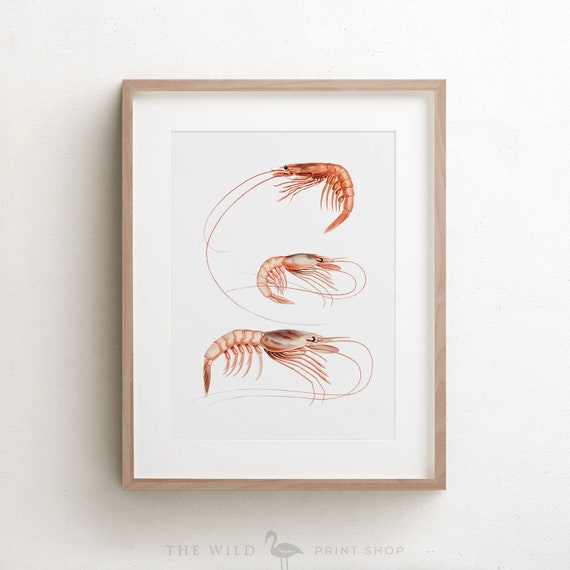 Shrimp Print Vintage Shrimp Print Shrimp Wall Art Nautical | Etsy