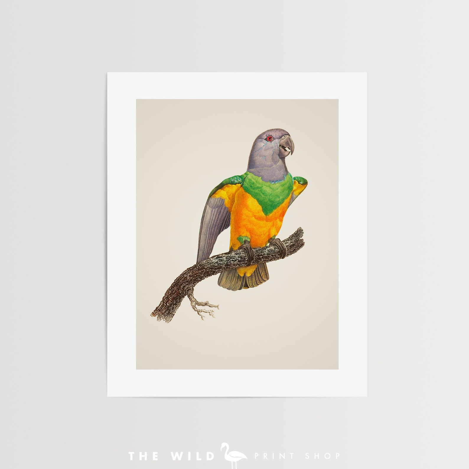 Vintage Parrot Print, Senegal Parrot Print, Parrot Print, Vintage Bird ...