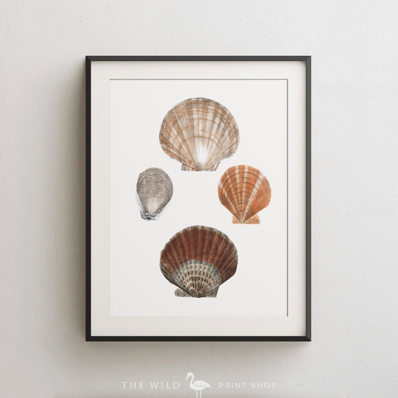 Seashell Print Vintage Seashell Print Seashell Wall Art | Etsy