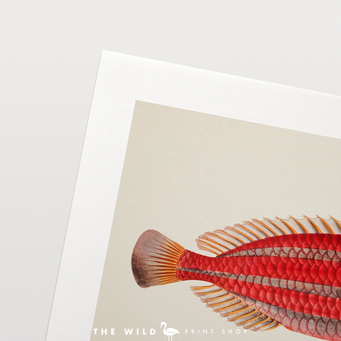 Vintage Fish Print, Tropical Fish Print, Fish Wall Art, Nautical Print ...