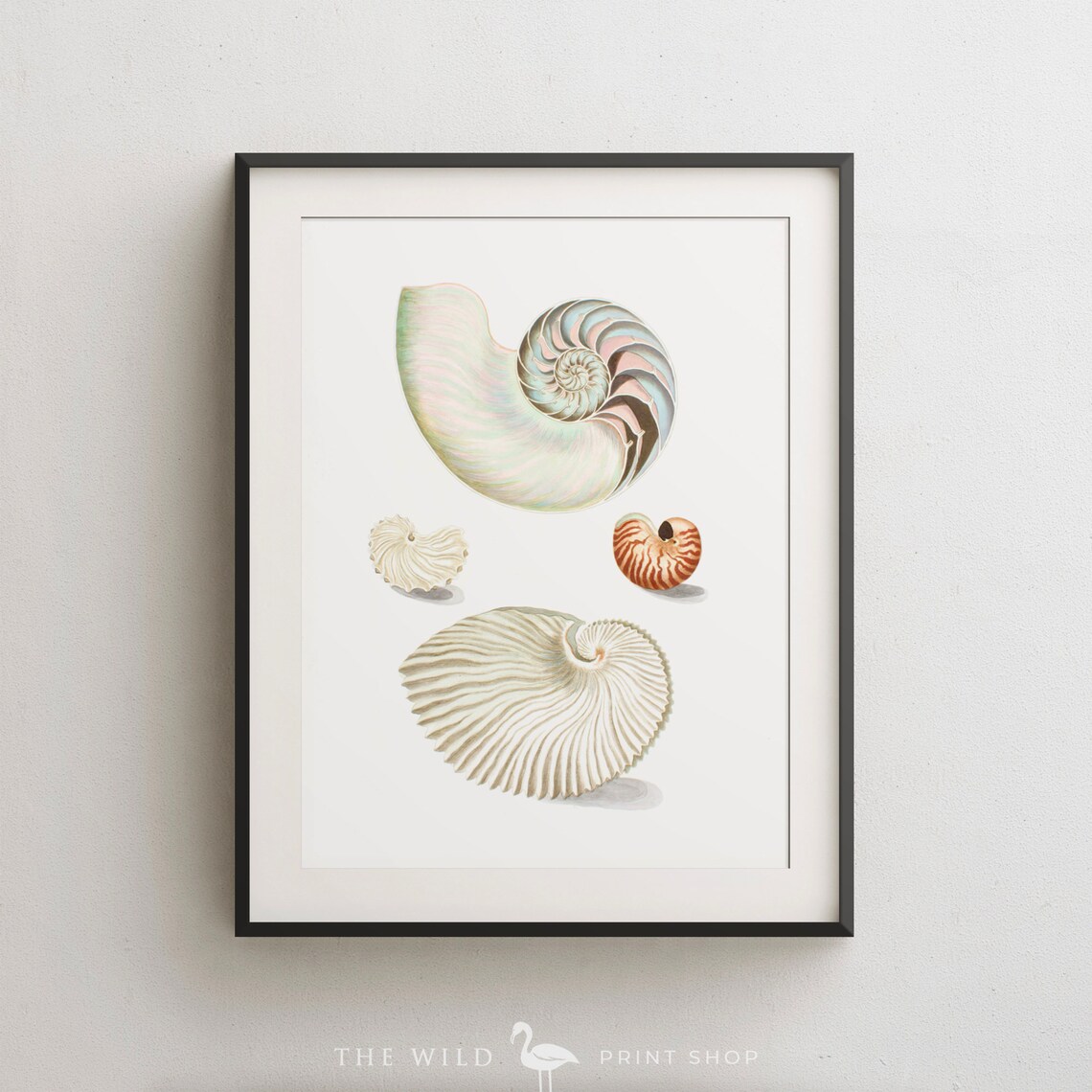 Nautilus Shell Print Seashell Print Vintage Seashell Print | Etsy