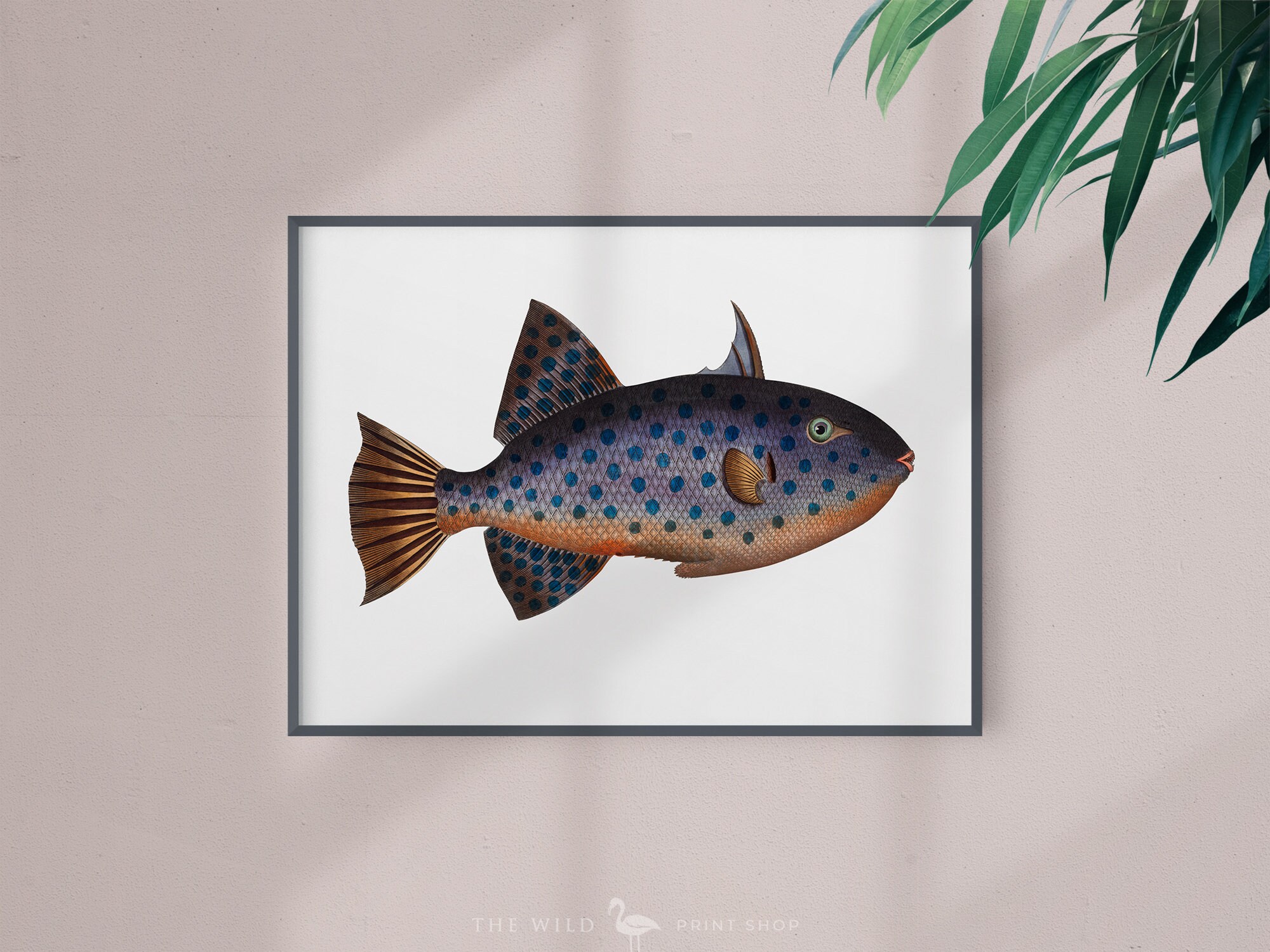 Vintage Fish Print Tropical Fish Print Fish Wall Art | Etsy