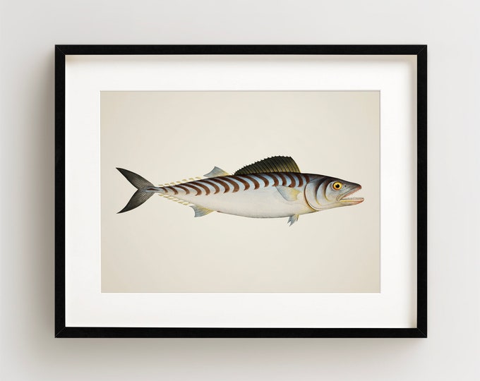 Vintage Fish Print, Tropical Fish Print, Fish Wall Art, Nautical Print ...