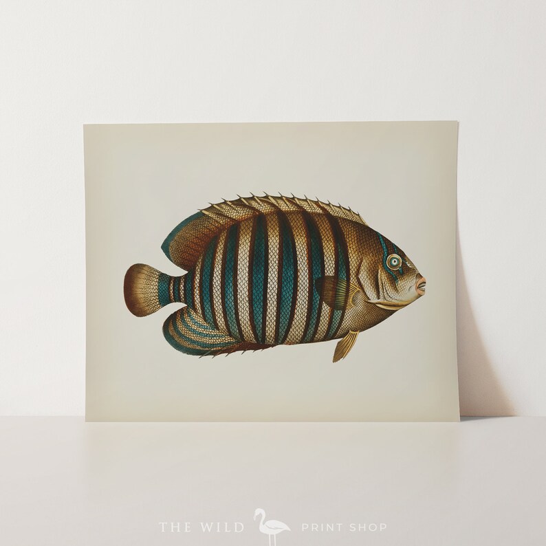 Vintage Fish Print Tropical Fish Print Fish Wall Art - Etsy
