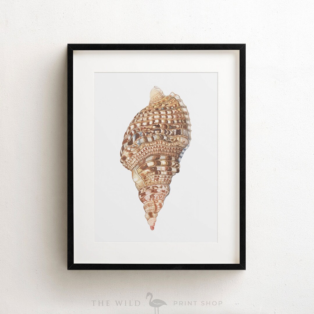 Seashell Print, Vintage Seashell Print, Seashell Wall Art, Nautical ...