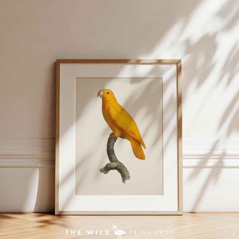 Vintage Parrot Print, Pacific Parrotlet Print, Parrot Print, Vintage ...
