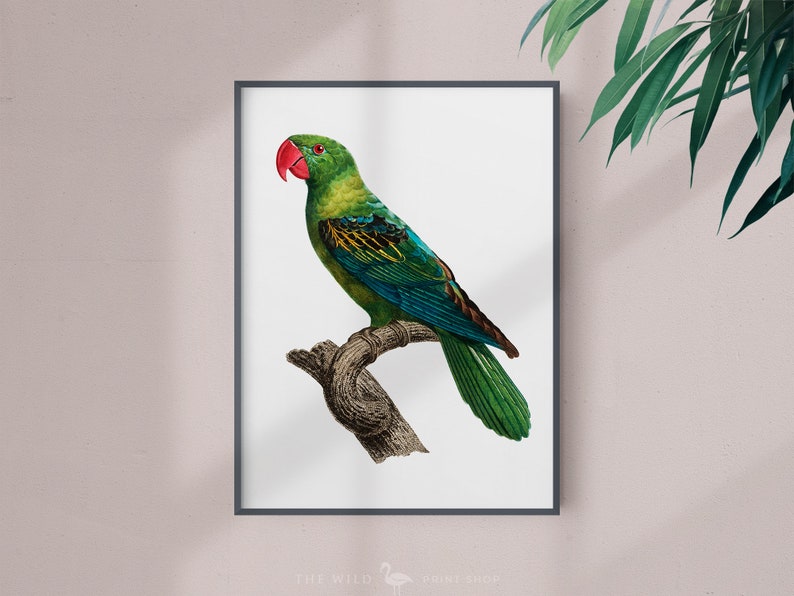 Vintage Parrot Print Great Billed Parrot Print Parrot Print | Etsy