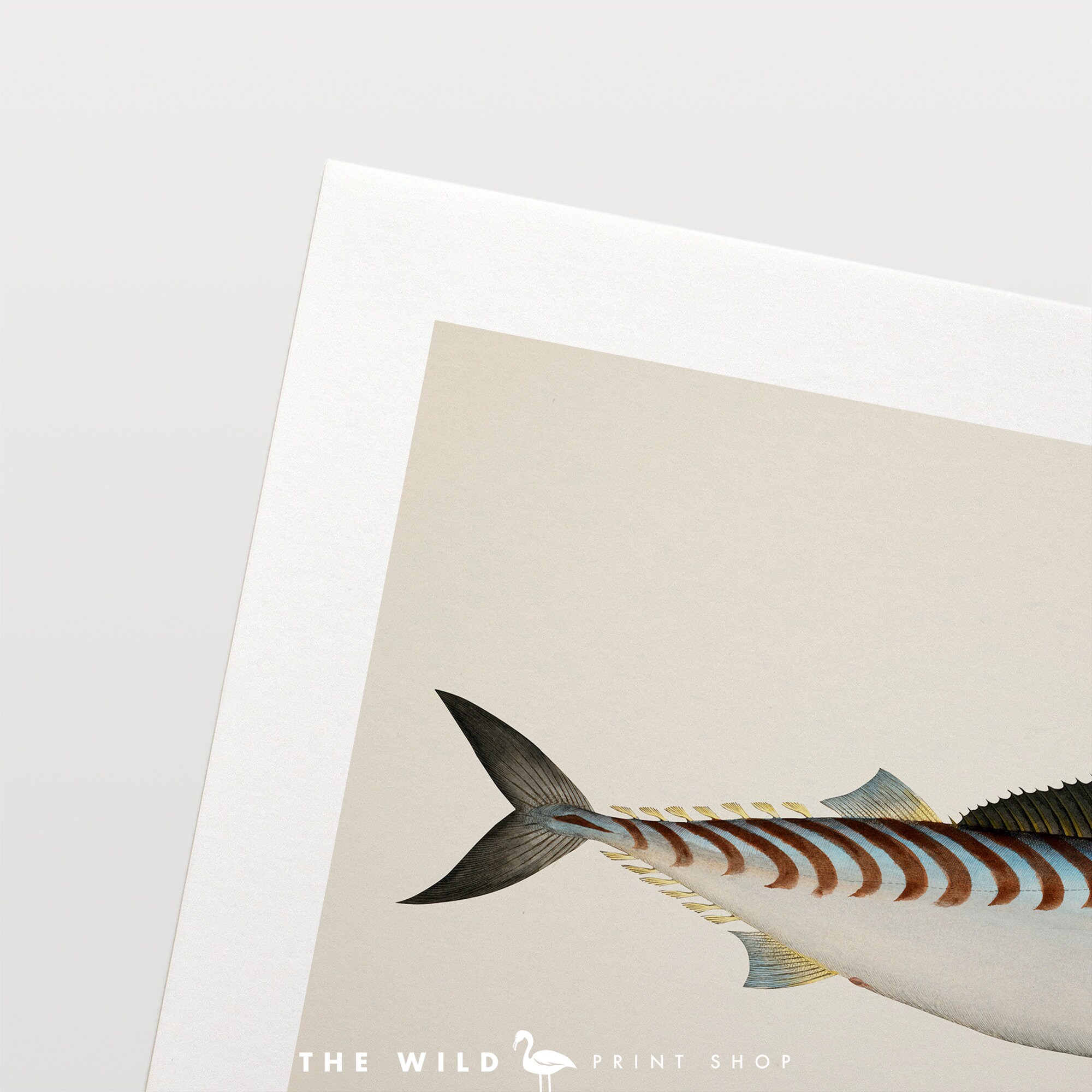 Vintage Fish Print, Tropical Fish Print, Fish Wall Art, Nautical Print ...
