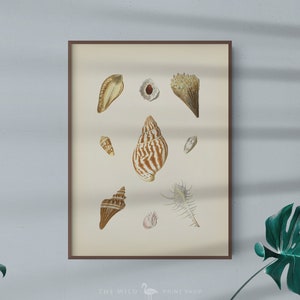 Seashell Print Vintage Seashell Print Seashell Wall Art | Etsy