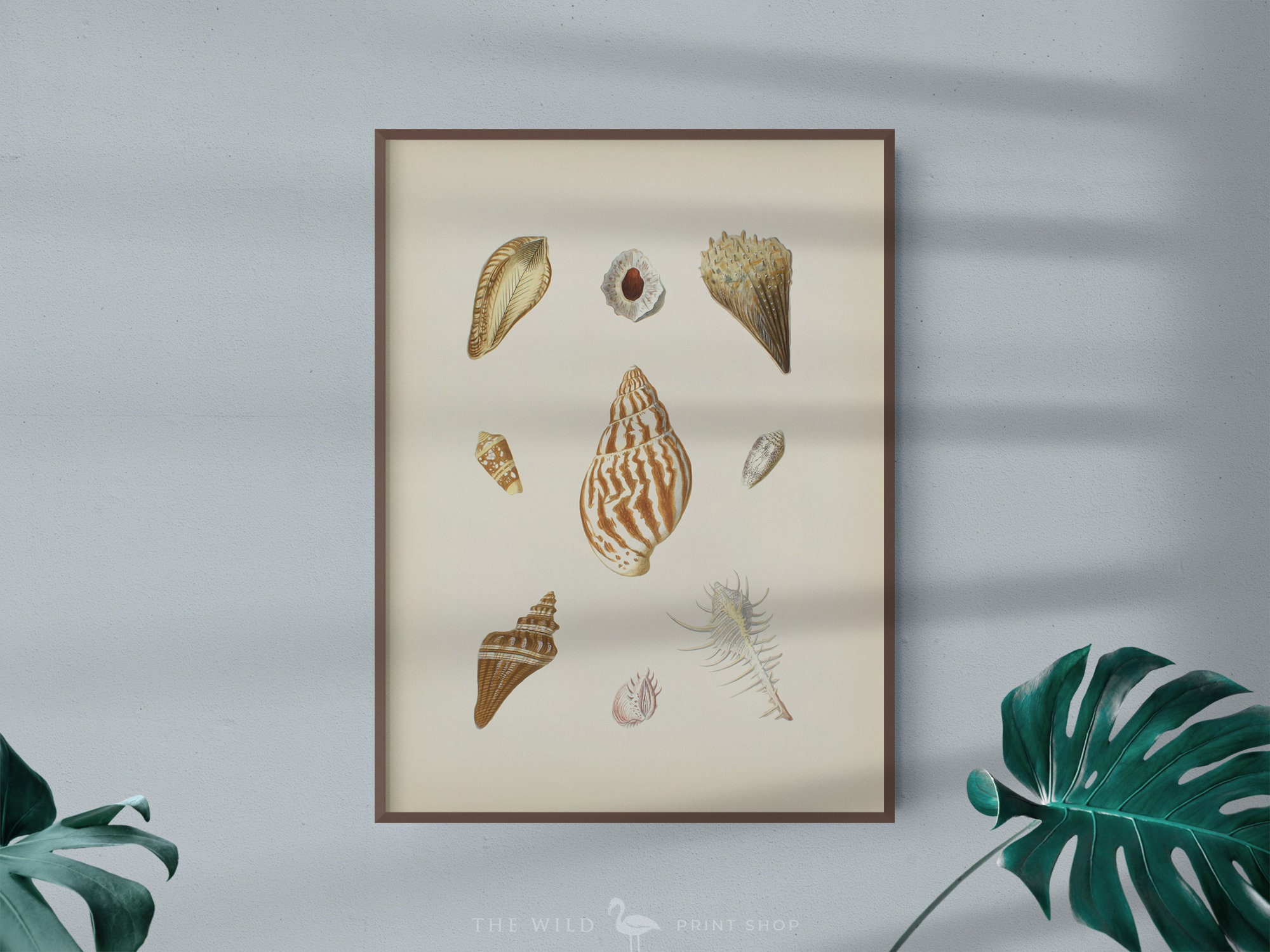 Seashell Print Vintage Seashell Print Seashell Wall Art | Etsy