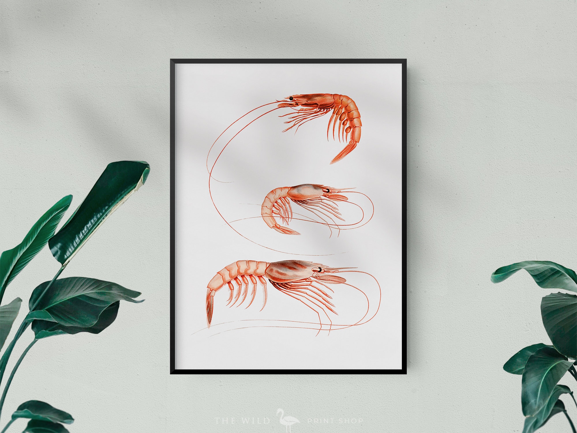 Shrimp Print Vintage Shrimp Print Shrimp Wall Art Nautical | Etsy