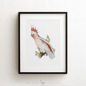 Vintage Parrot Print, Major Mitchell's Cockatoo Print, Parrot Print ...