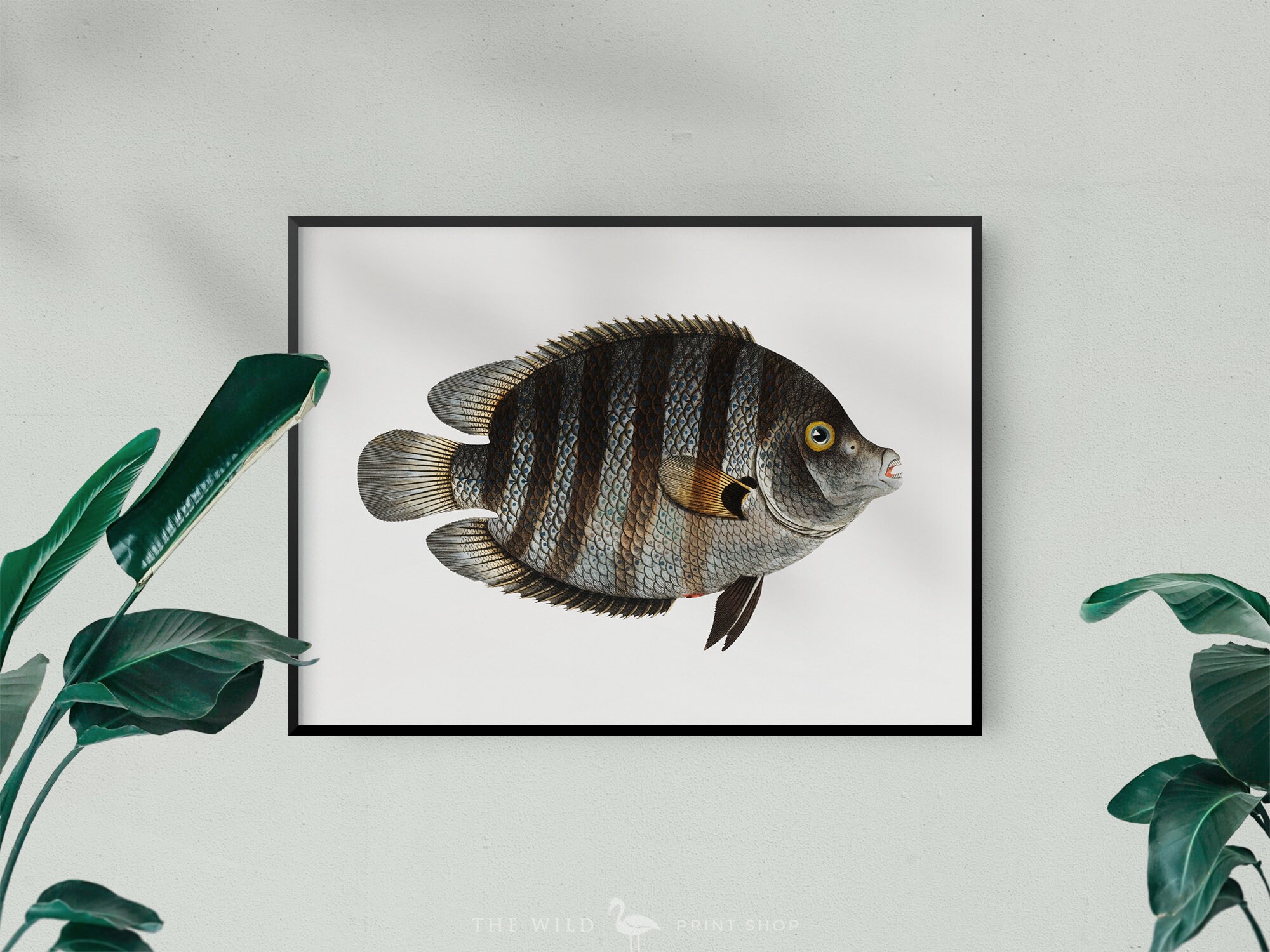 Vintage Fish Print Tropical Fish Print Fish Wall Art | Etsy