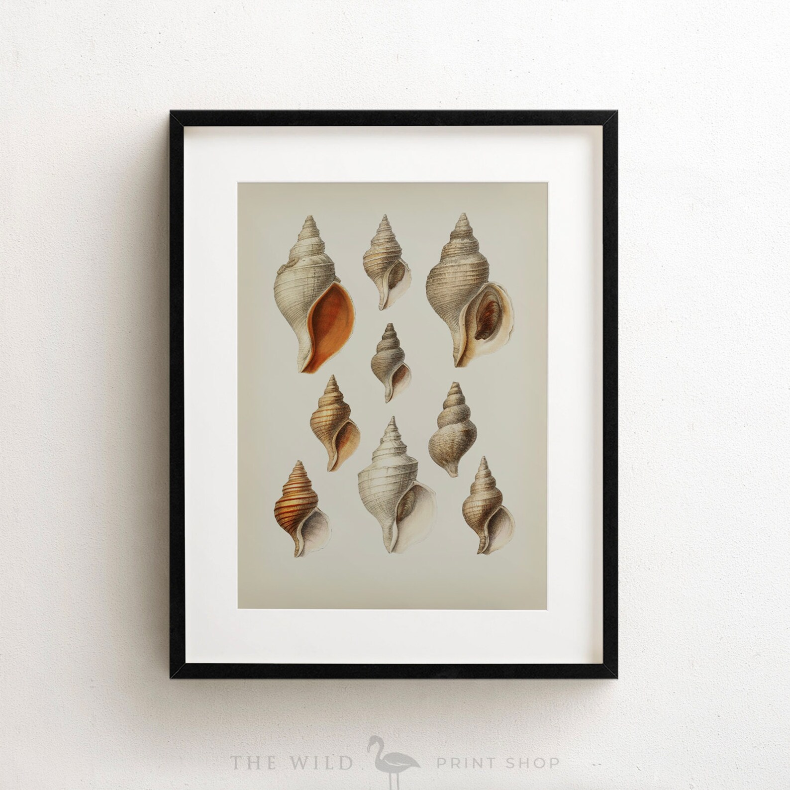 Seashell Print Vintage Seashell Print Seashell Wall Art - Etsy