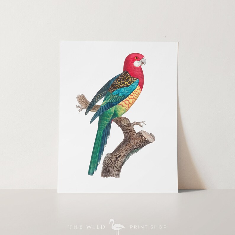 Vintage Parrot Print Eastern Rosella Print Parrot Print - Etsy