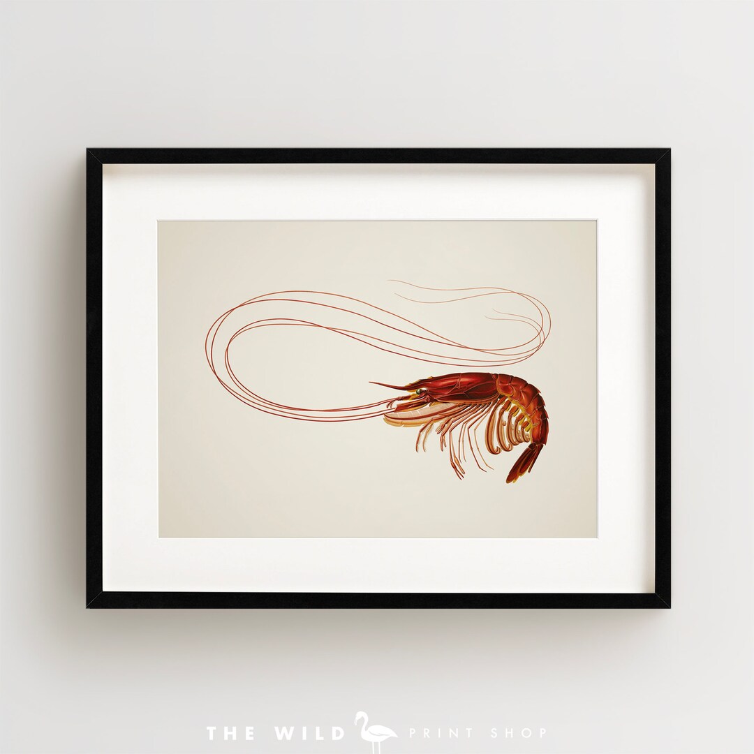 Shrimp Print, Vintage Shrimp Print, Shrimp Wall Art, Nautical Print ...