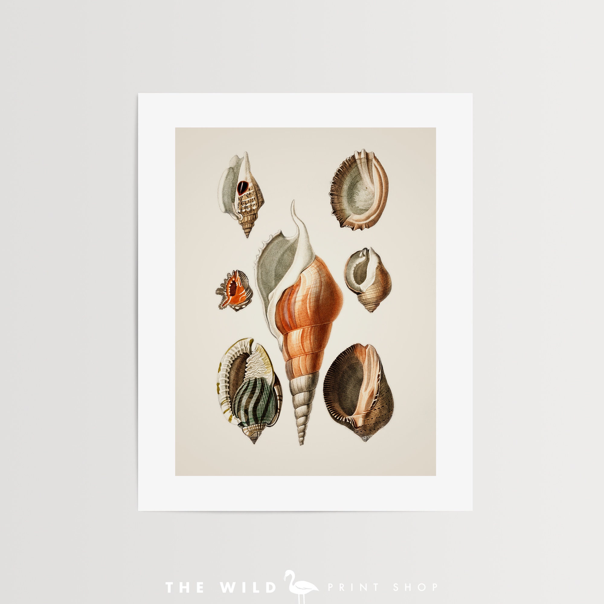 Seashell Print, Vintage Seashell Print, Seashell Wall Art, Nautical ...