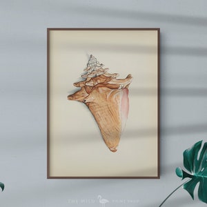 Seashell Print Vintage Seashell Print Seashell Wall Art | Etsy
