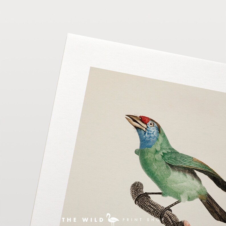 Vintage Bird Print, Bee Eater Print, Tropical Bird Print, Bird Wall Art ...