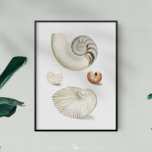 Nautilus Shell Print Seashell Print Vintage Seashell Print | Etsy