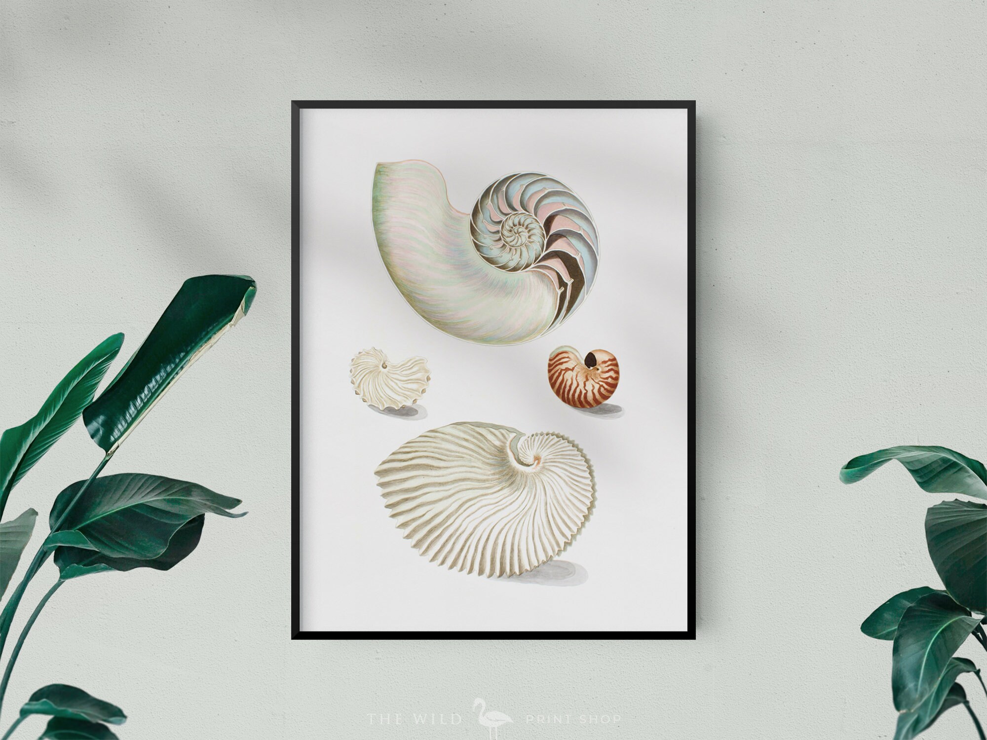 Nautilus Shell Print Seashell Print Vintage Seashell Print | Etsy
