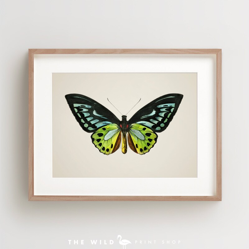 Butterfly Art Print - Etsy