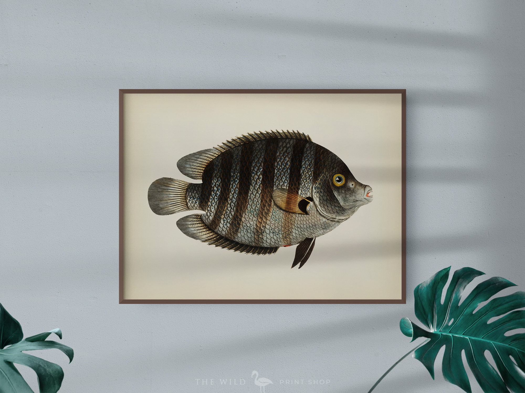 Vintage Fish Print Tropical Fish Print Fish Wall Art | Etsy