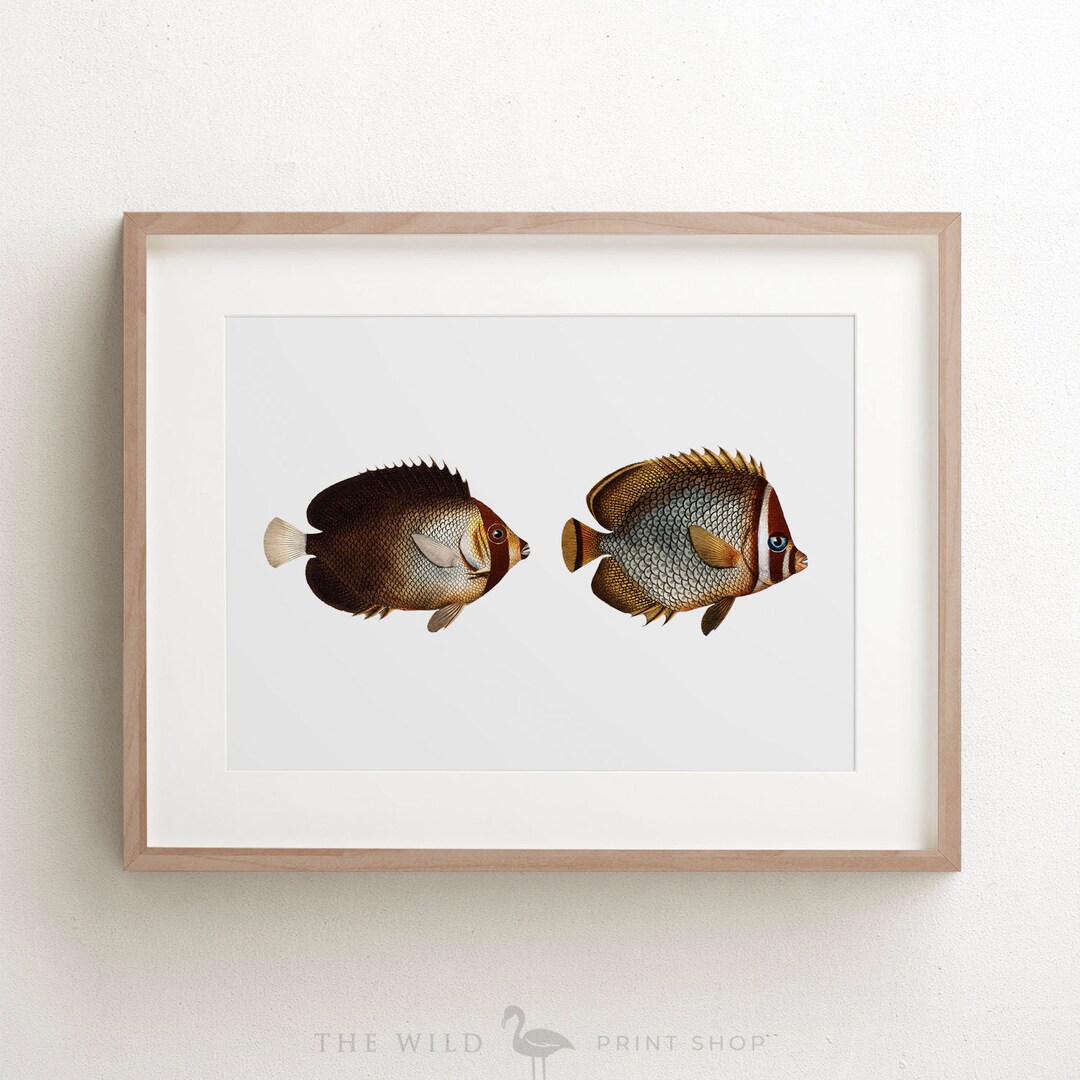 Vintage Fish Print Tropical Fish Print Fish Wall Art - Etsy