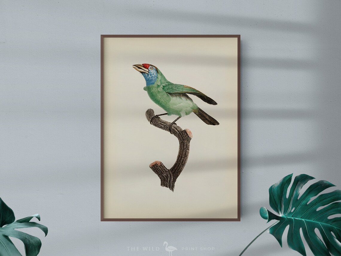 Vintage Bird Print Bee Eater Print Tropical Bird Print Bird | Etsy