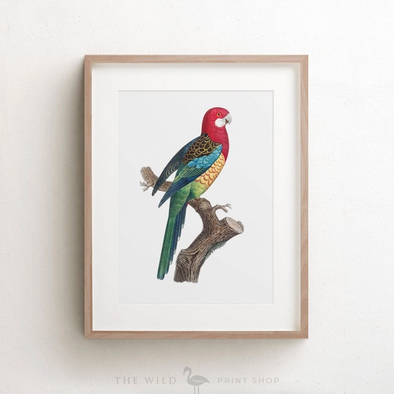 Vintage Parrot Print Eastern Rosella Print Parrot Print - Etsy