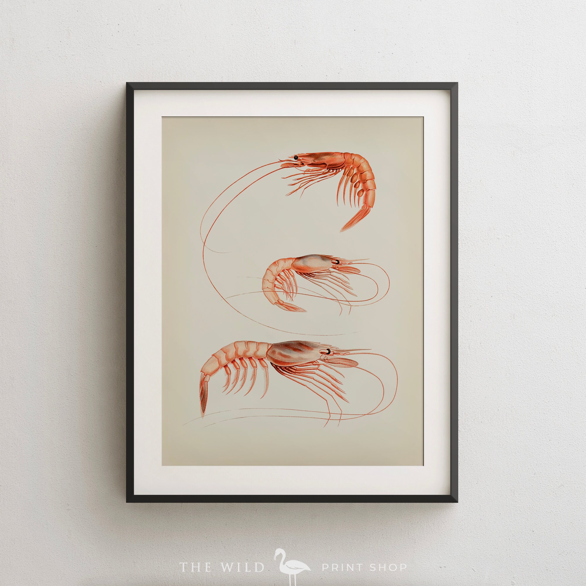 Shrimp Print Vintage Shrimp Print Shrimp Wall Art Nautical | Etsy