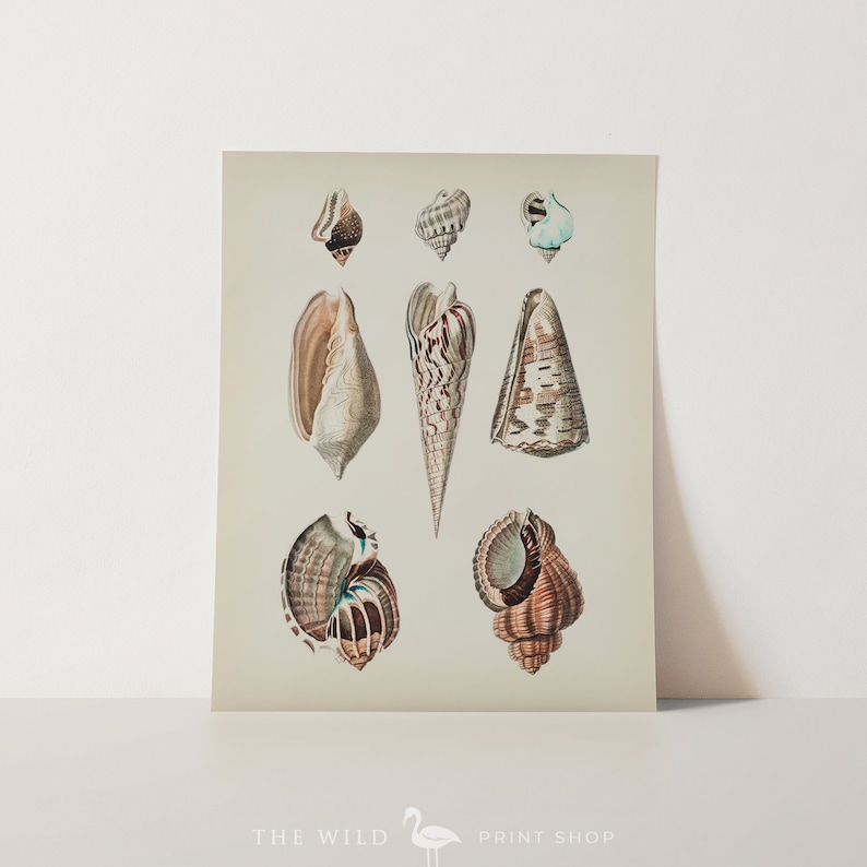 Seashell Print Vintage Seashell Print Seashell Wall Art | Etsy